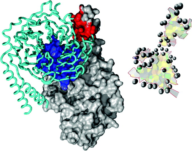 Protein–protein interaction and quaternary structure | Quarterly ...