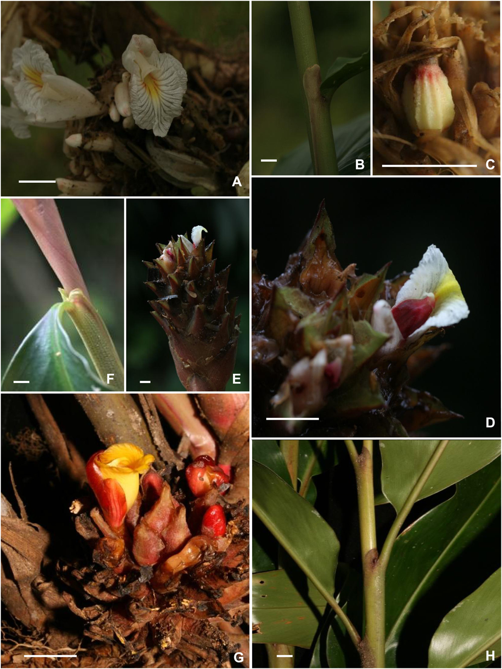 A REVISION OF AMOMUM (ZINGIBERACEAE) IN CAMBODIA, LAOS AND VIETNAM ...
