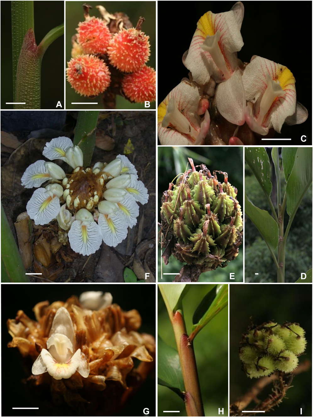 A REVISION OF AMOMUM (ZINGIBERACEAE) IN CAMBODIA, LAOS AND VIETNAM ...