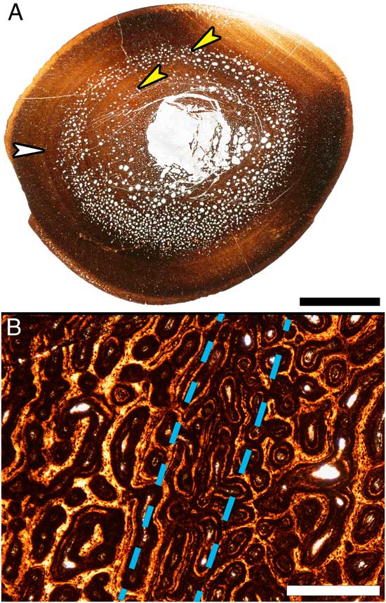 Maiasaura, a model organism for extinct vertebrate population biology ...