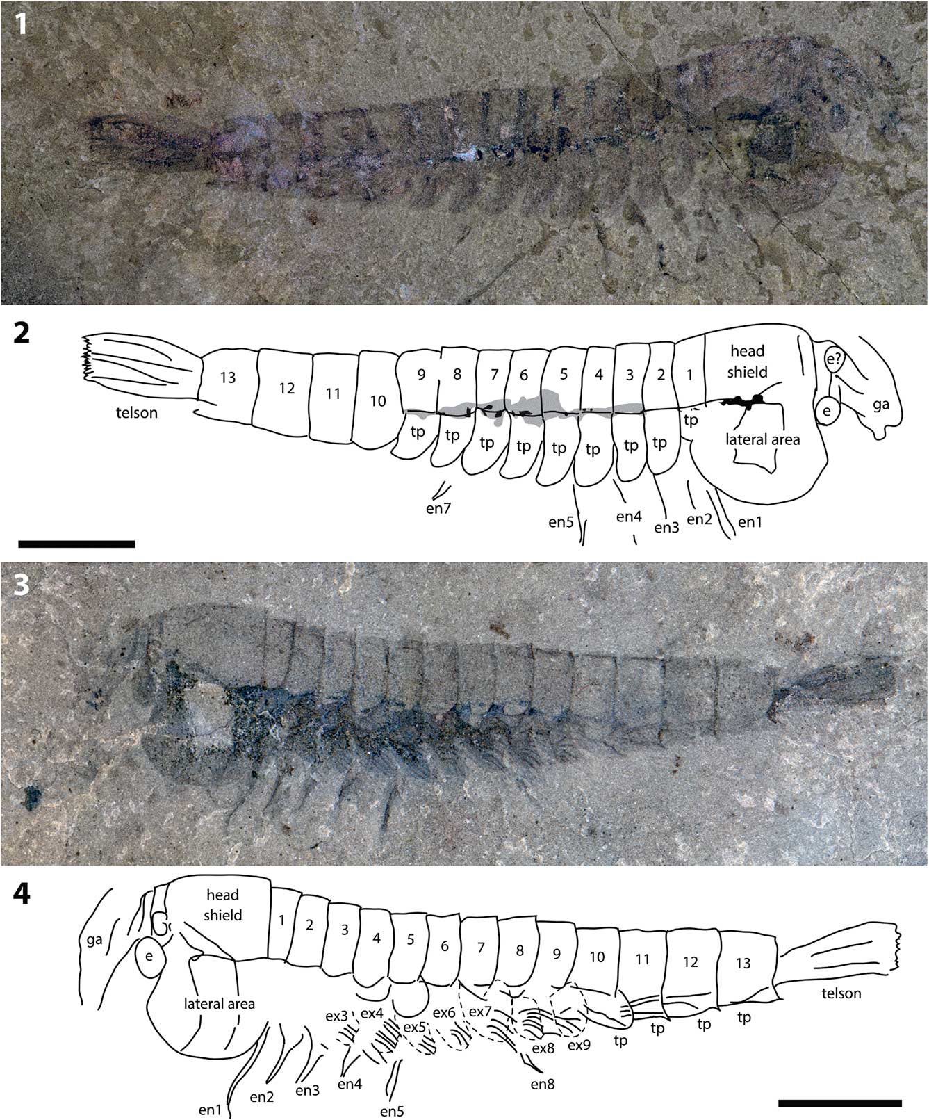 New records of Burgess Shale-type taxa from the middle Cambrian of Utah ...