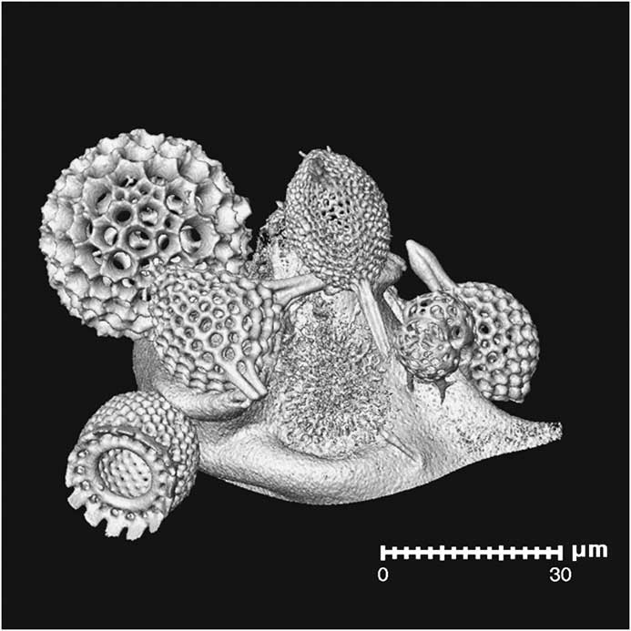 Sub-Micrometer X-ray Tomography of Radiolarians: Computer Modeling and ...