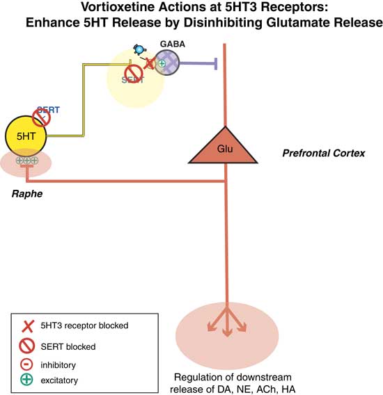 Modes and nodes explain the mechanism of action of vortioxetine, a ...