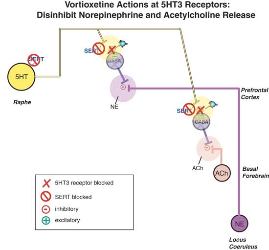 Modes and nodes explain the mechanism of action of vortioxetine, a ...
