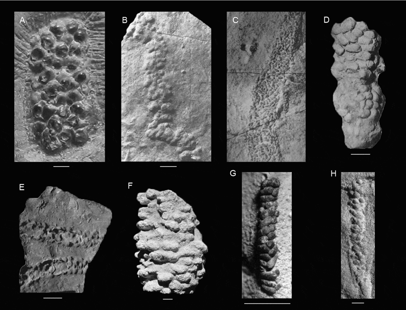 An enigmatic trace fossil from the Upper Triassic (Rhaetian) shales of ...