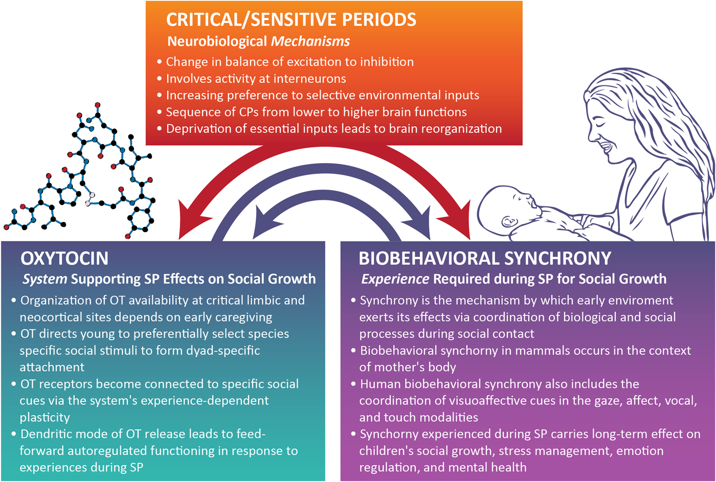 Sensitive periods in human social development: New insights from ...