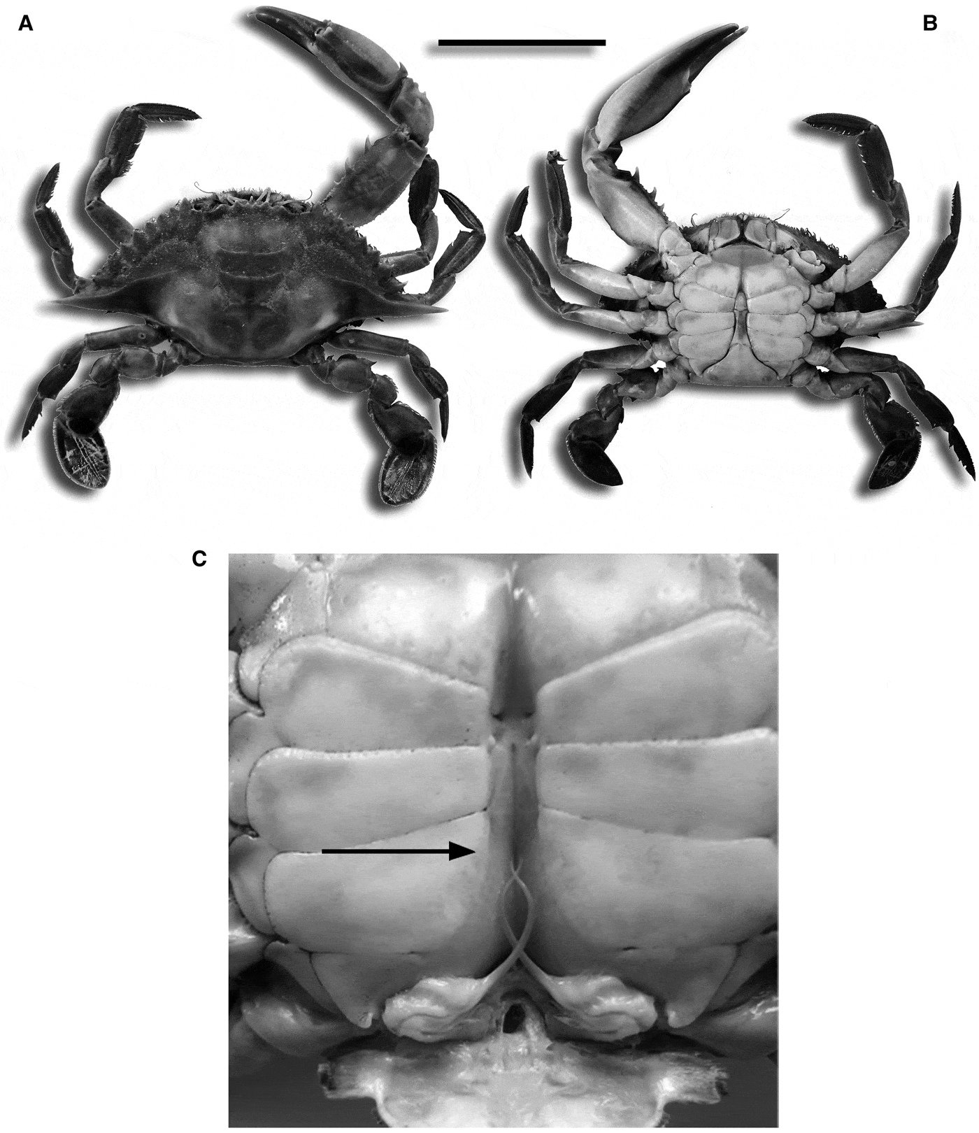 First record of the blue crab Callinectes exasperatus (Decapoda ...