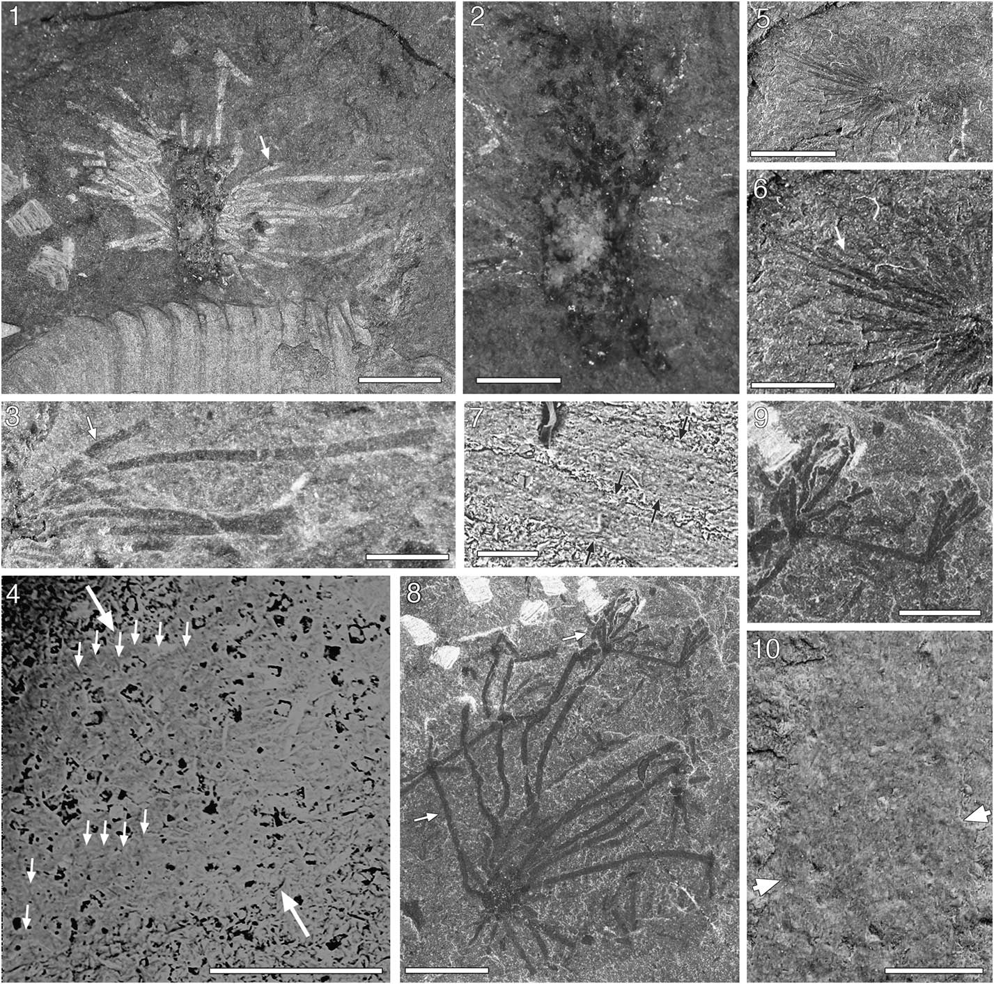A reexamination of Yuknessia from the Cambrian of British Columbia and ...