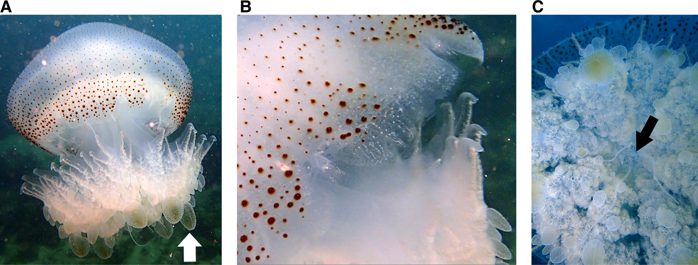 First record of the jellyfish Rhopilema hispidum (Cnidaria: Scyphozoa ...