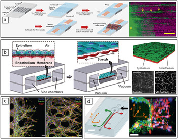 Microvasculature: An essential component for organ-on-chip systems ...