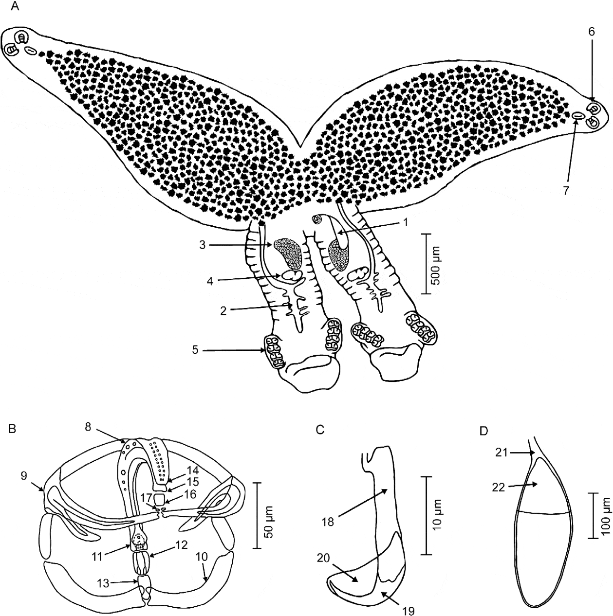 Paradiplozoon vaalense n. sp. (Monogenea: Diplozoidae) from the gills ...