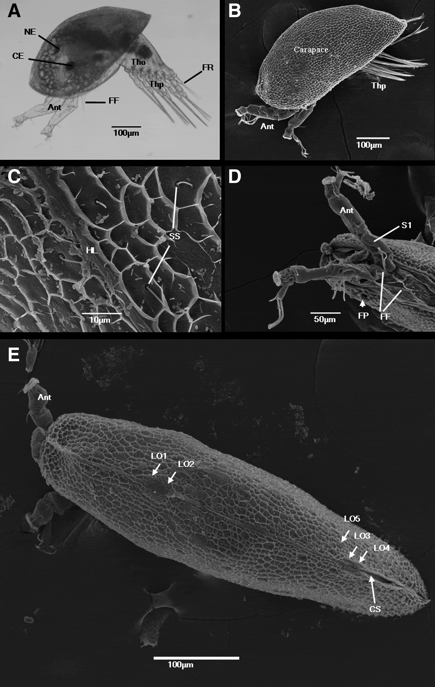 Scanning electron microscopy of the cypris larvae of Capitulum mitella ...