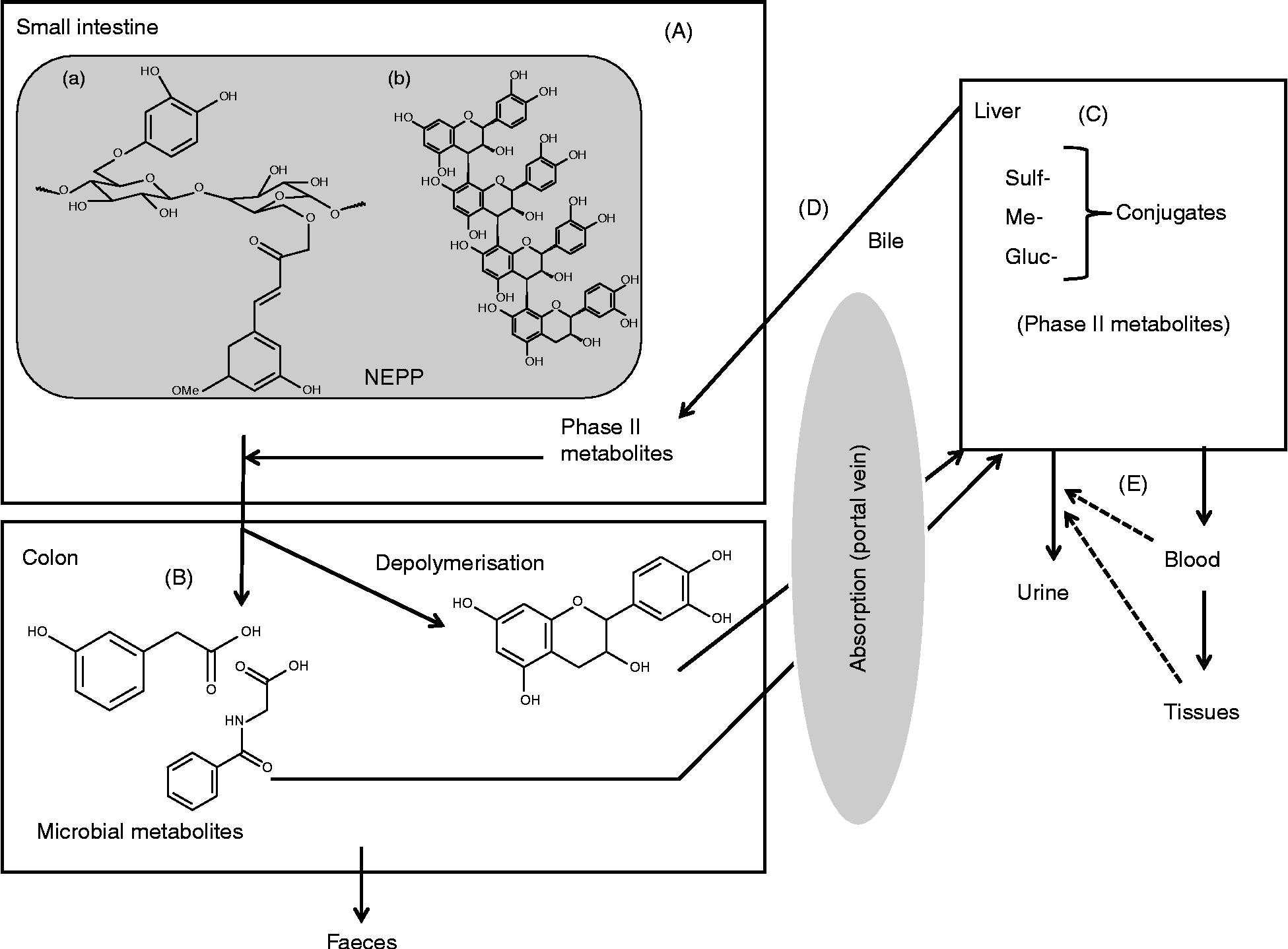 Non-extractable polyphenols, a major dietary antioxidant: occurrence ...