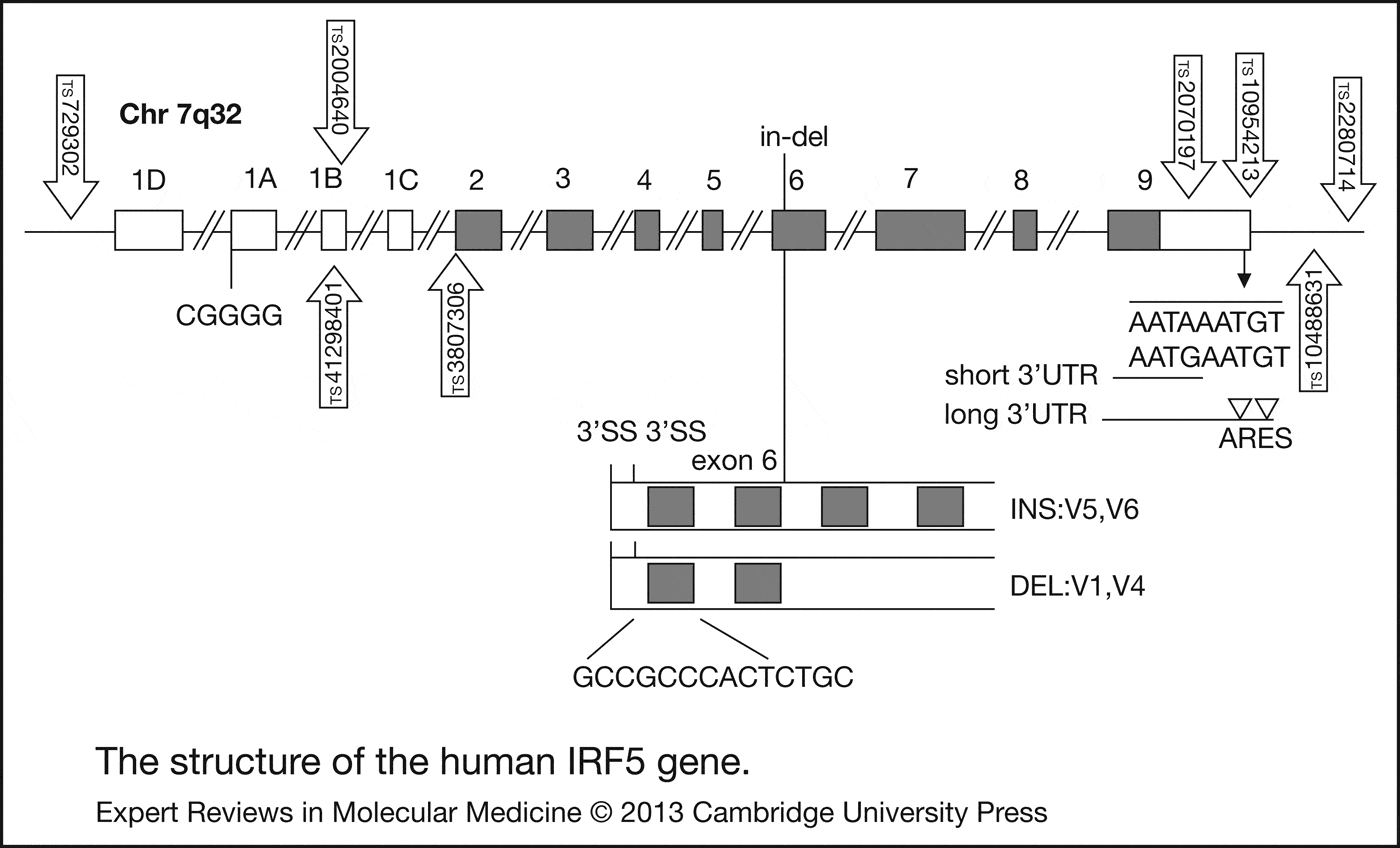 Interferon regulatory factor 5 and autoimmune lupus | Expert Reviews in ...