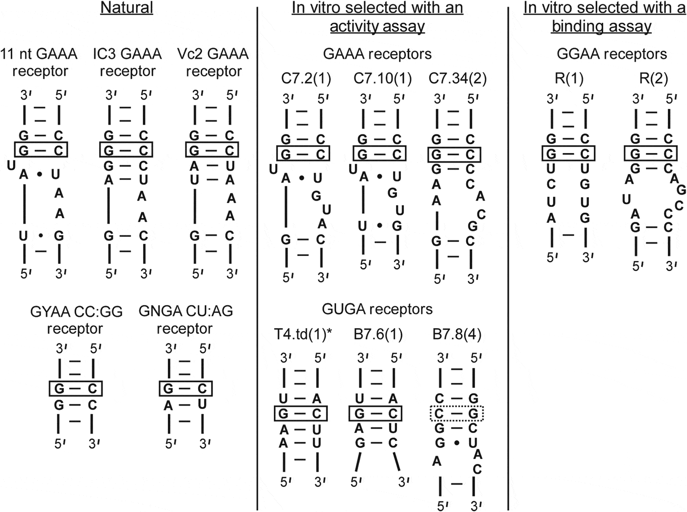 An RNA folding motif: GNRA tetraloop–receptor interactions | Quarterly ...
