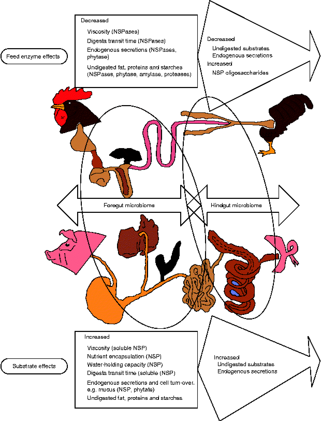 The role of added feed enzymes in promoting gut health in swine and ...