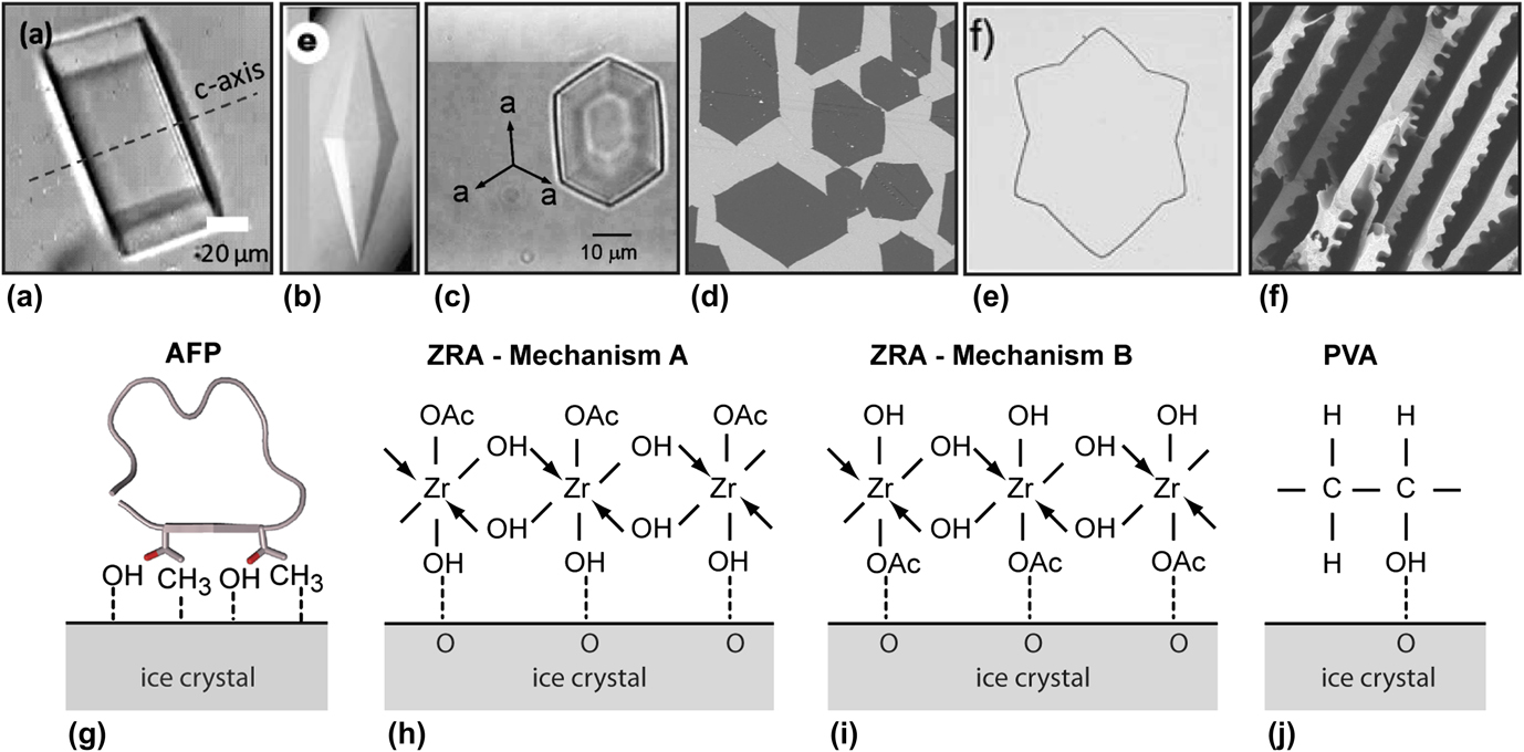 Ice-templating, freeze casting: Beyond materials processing | Journal ...