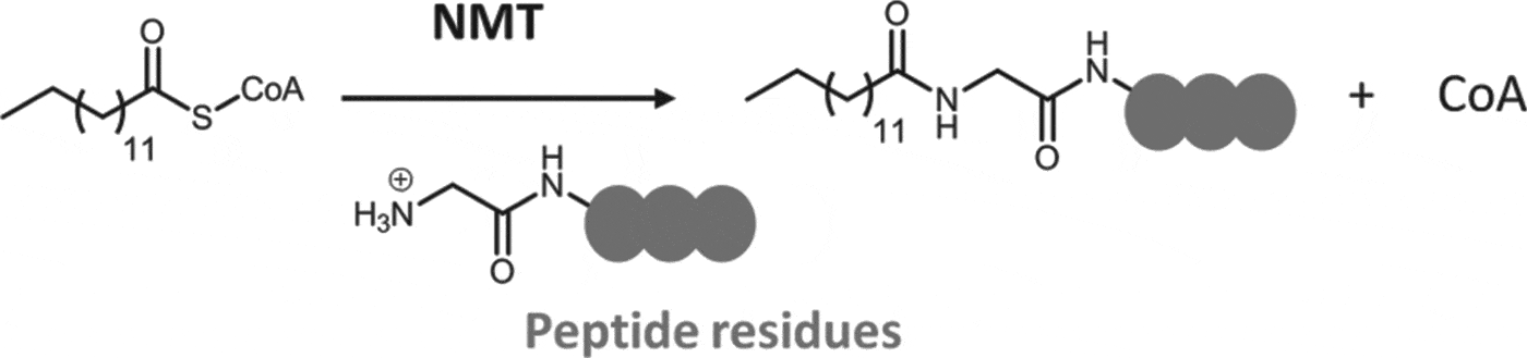 N-Myristoyltransferase as a potential drug target in malaria and ...