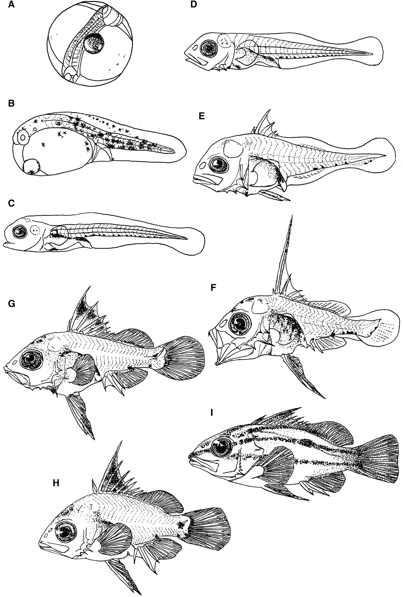 The larval development of the Russell's snapper, Lutjanus russellii ...