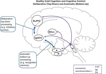 Hot and cold cognition in depression | CNS Spectrums | Cambridge Core