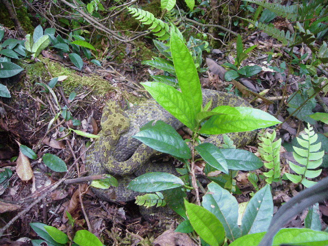 Population status, distribution and conservation needs of the ...