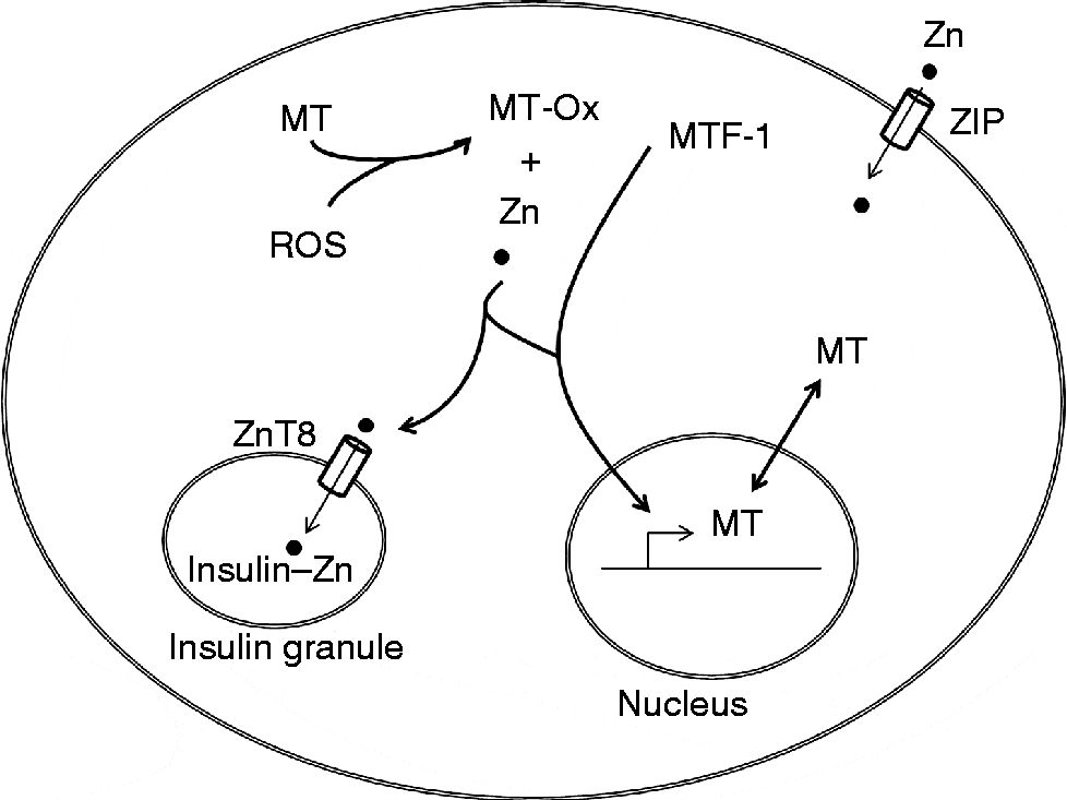 Zinc, pancreatic islet cell function and diabetes: new insights into an ...