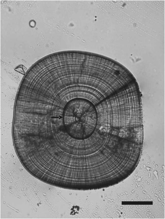 Early life history of the ocellated icefish, Chionodraco rastrospinosus ...