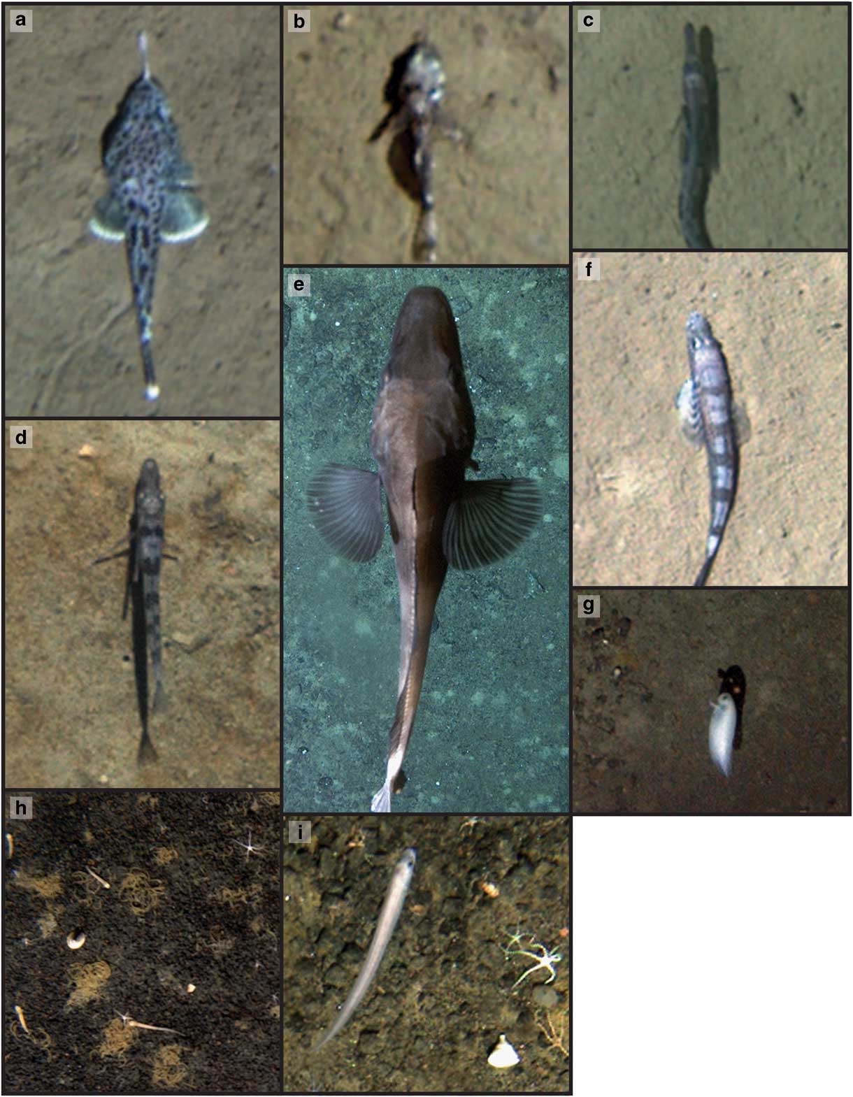 Photographic survey of benthos provides insights into the Antarctic ...