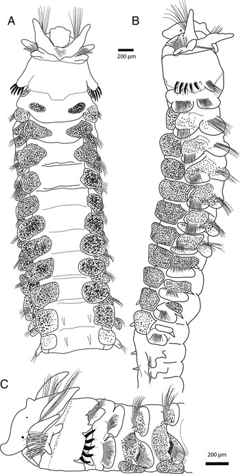A record of the genus Trochochaeta (Polychaeta) in the southern ...