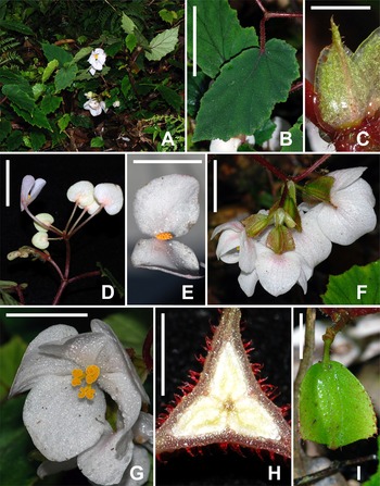 NINE NEW SPECIES OF BEGONIA (BEGONIACEAE) FROM SOUTH AND WEST SULAWESI ...