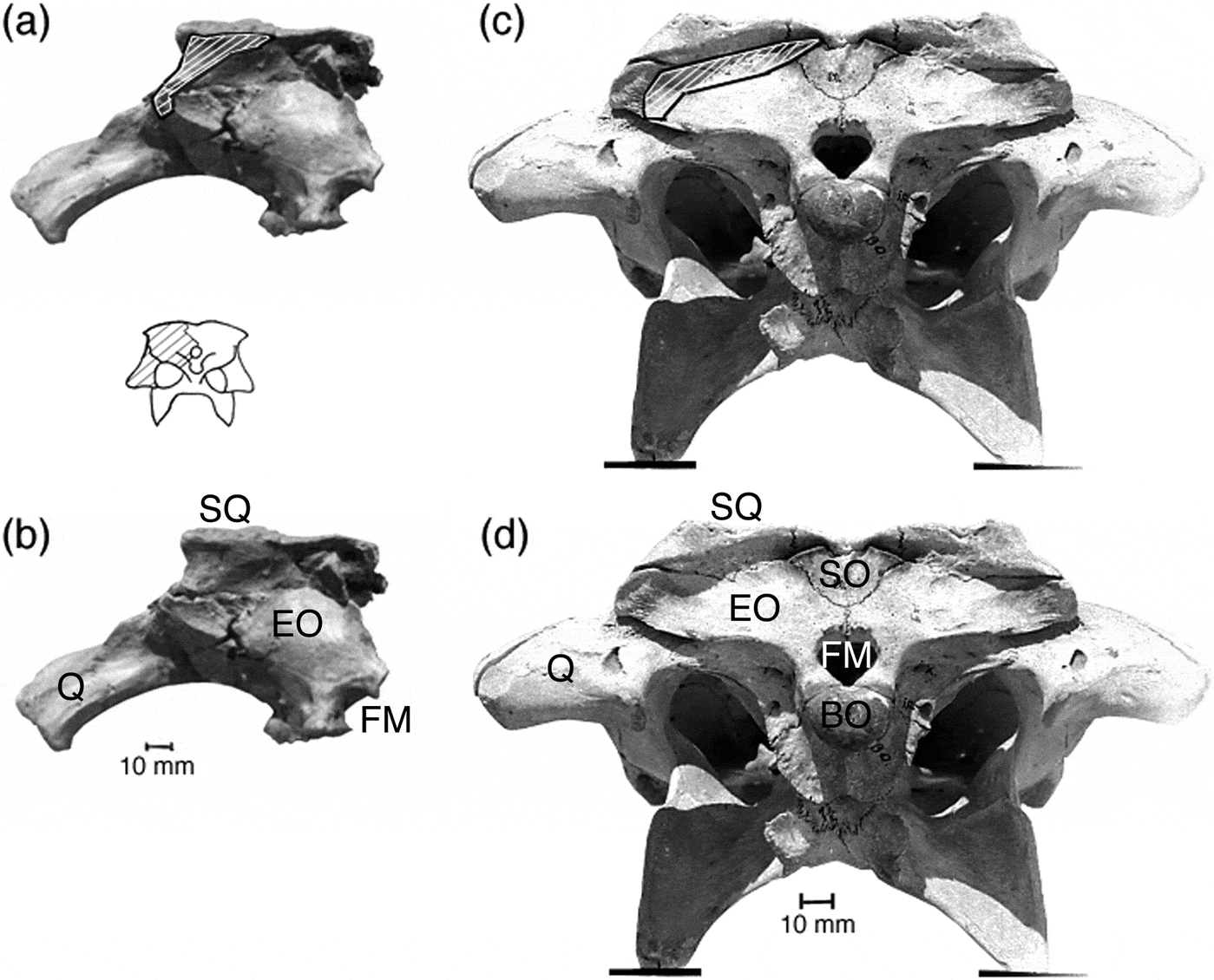 Jaw musculature and jaw mechanics of Sebecus icaeorhinus Simpson, 1937 ...