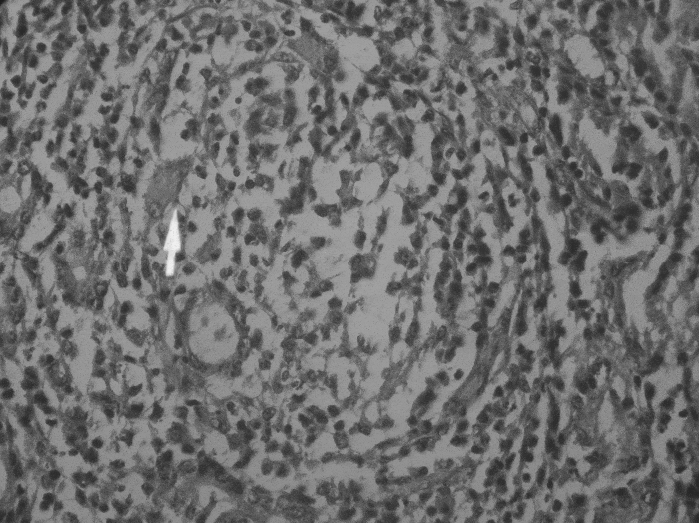 Pathophysiology of Marshallagia marshalli in experimentally infected ...