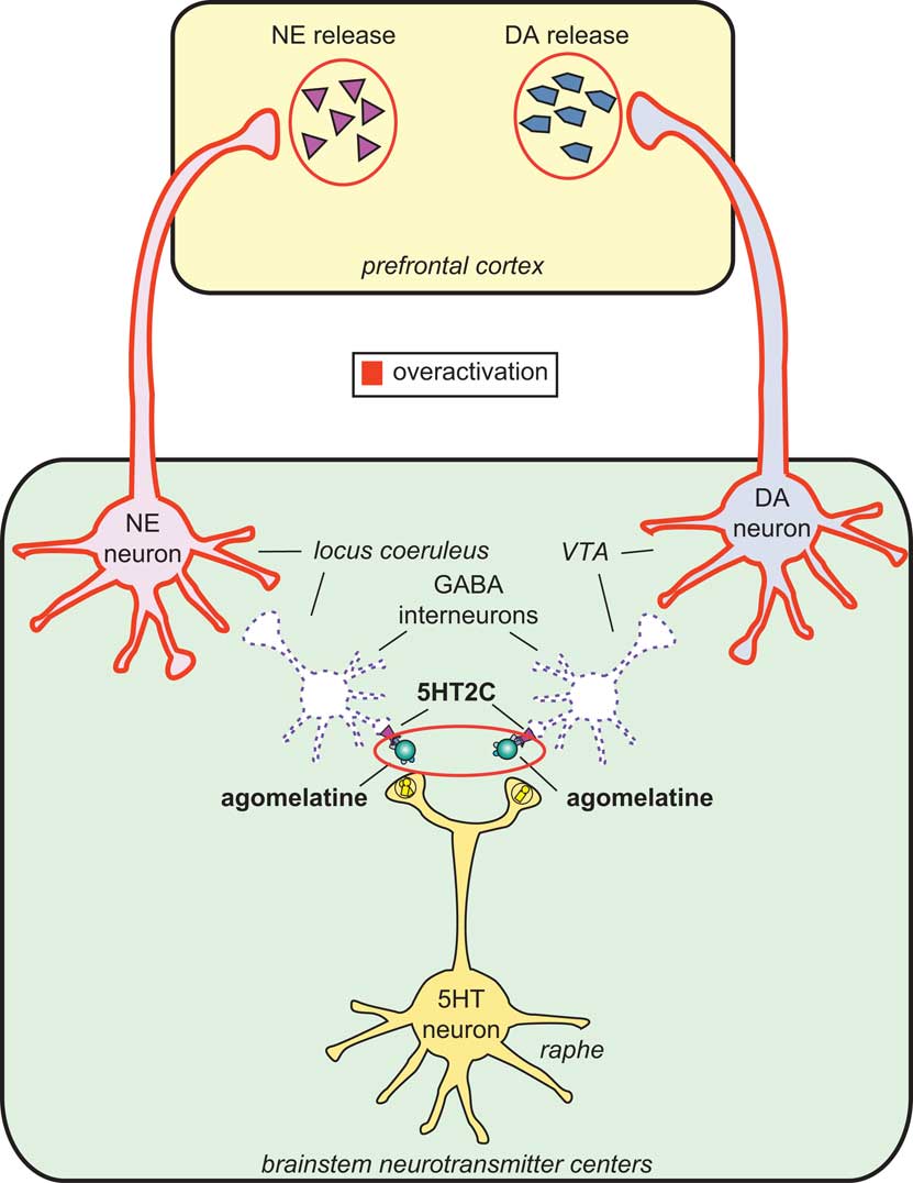 Mechanism of action of agomelatine: a novel antidepressant exploiting ...