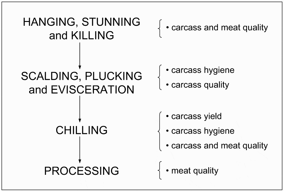 Pre-slaughter handling and slaughtering factors influencing poultry ...
