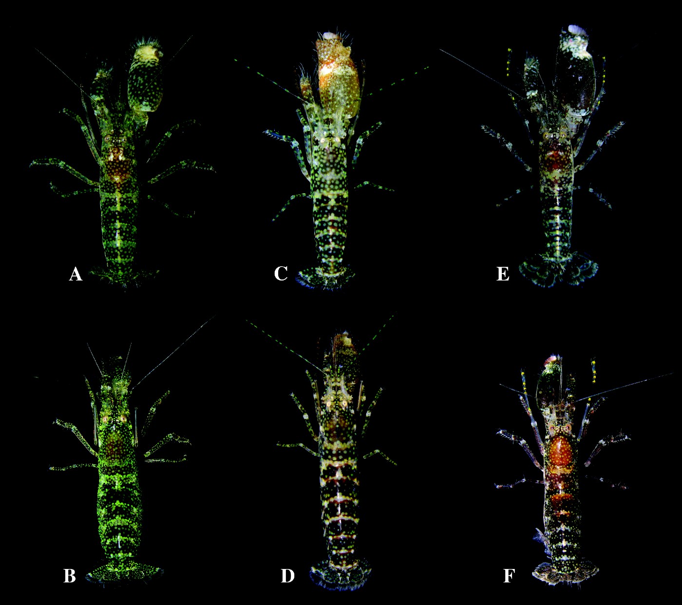 Revision of the Alpheus cristulifrons species complex (Crustacea ...