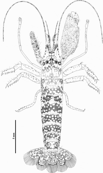 Revision of the Alpheus cristulifrons species complex (Crustacea ...