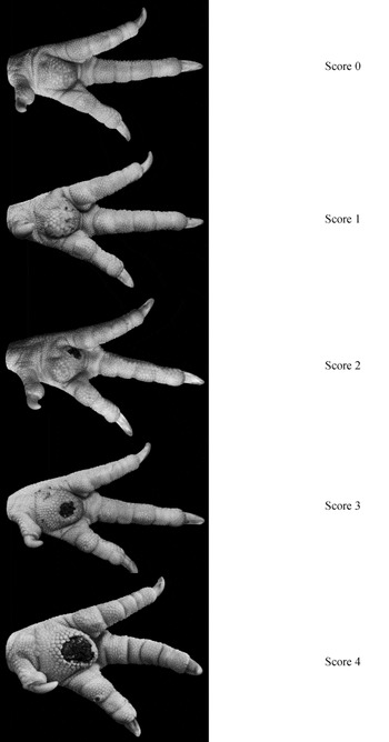 Standard European footpad dermatitis scoring system for use in turkey ...