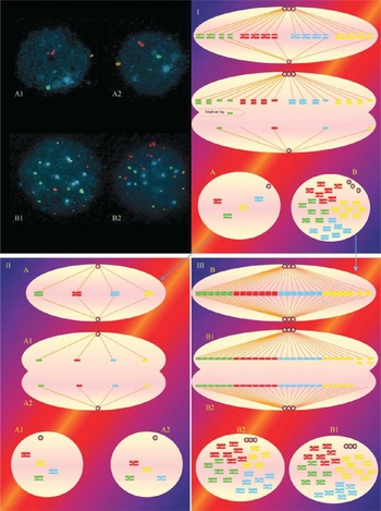 Is the sperm centrosome to blame for the complex polyploid chromosome ...