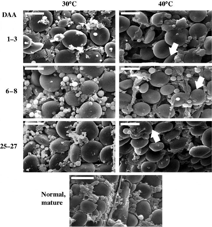 Effects of high temperature after anthesis on starch granules in grains ...