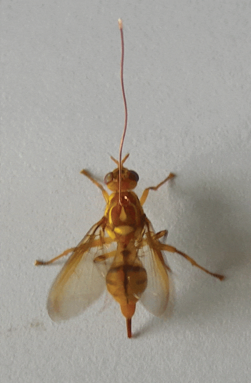 Validation of harmonic radar tags to study movement of Chinese citrus ...