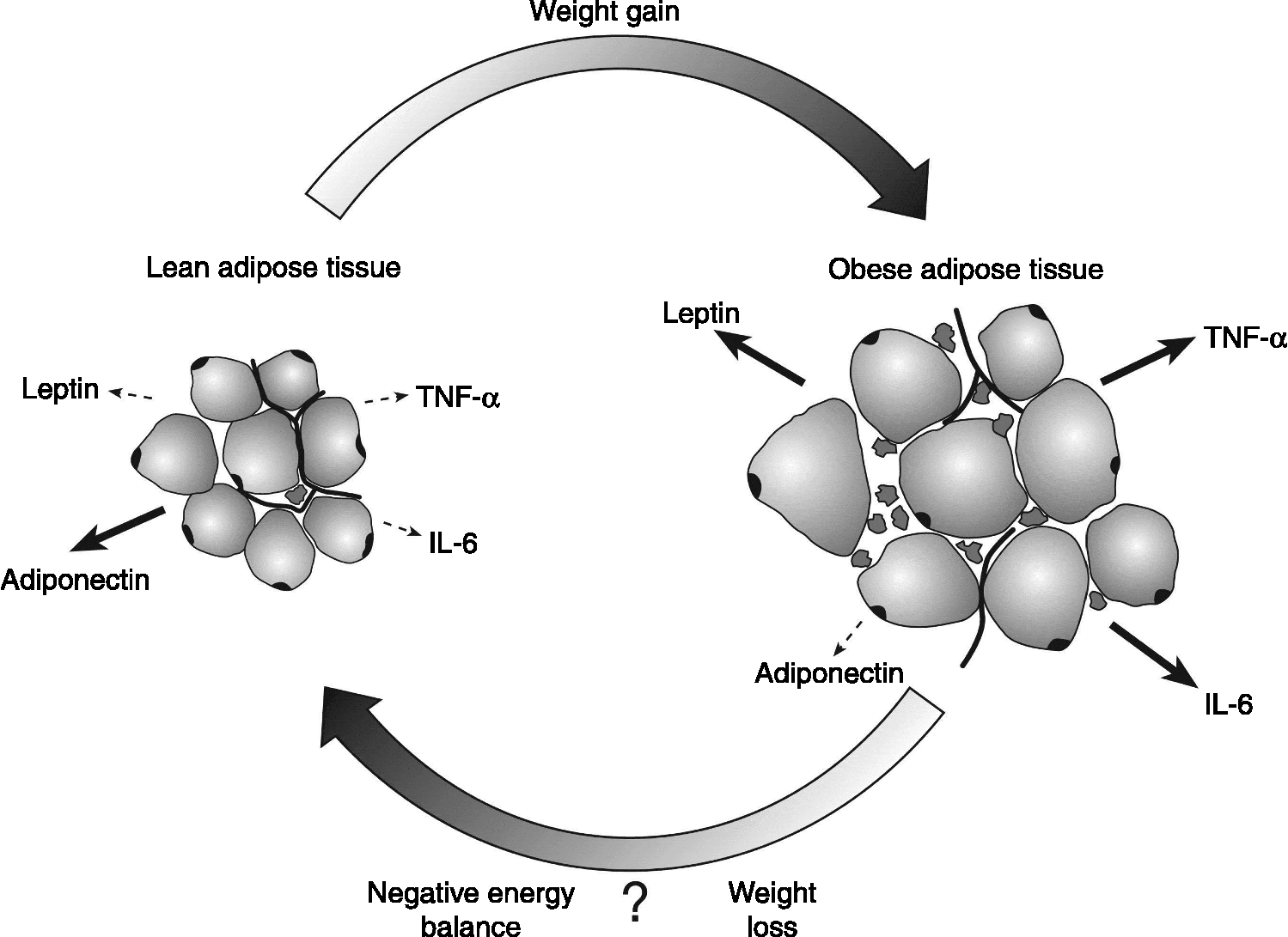 Obesity and inflammation: the effects of weight loss | Nutrition ...