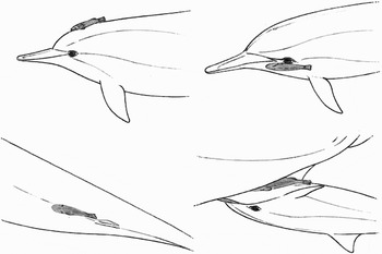 Whalesuckers on spinner dolphins: an underwater view | Marine ...