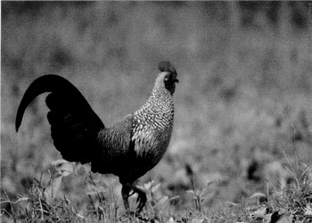 Overview of chicken taxonomy and domestication | World's Poultry ...