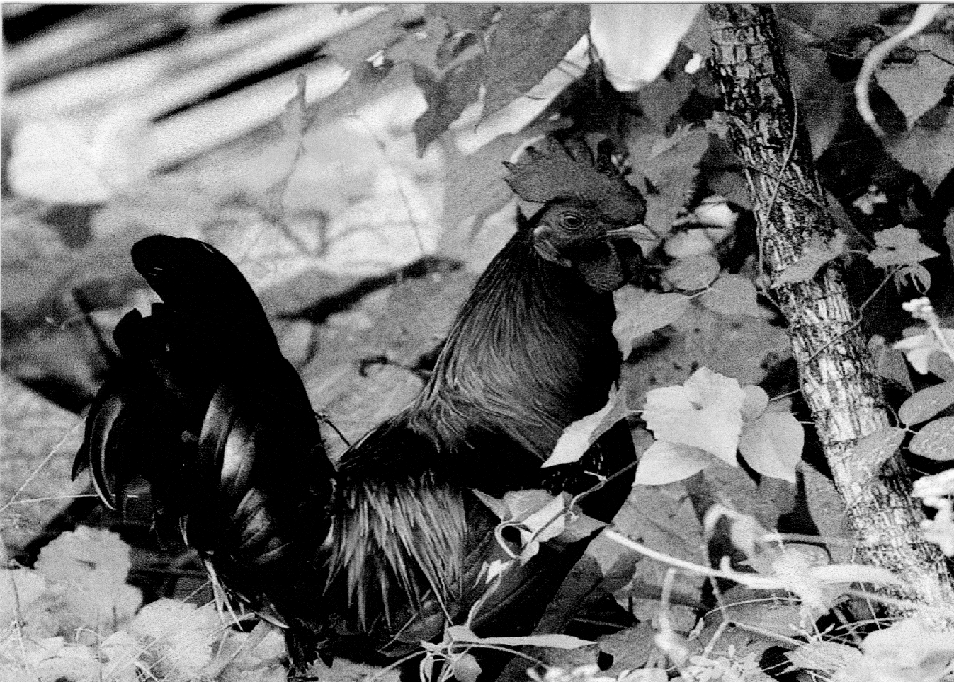 Overview of chicken taxonomy and domestication | World's Poultry ...