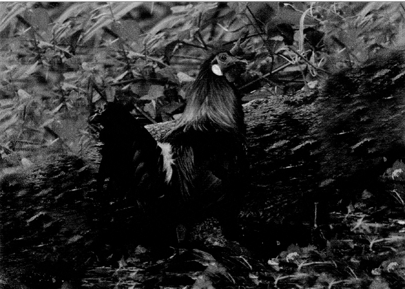 Overview of chicken taxonomy and domestication | World's Poultry ...