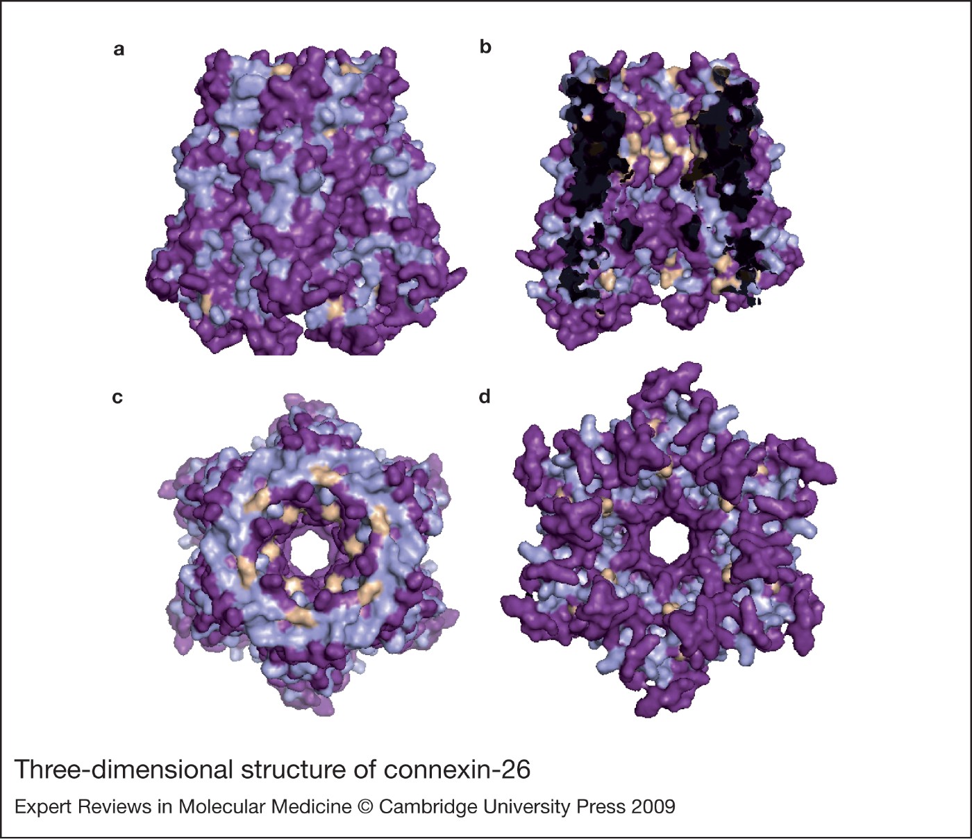 Connexin-26 mutations in deafness and skin disease | Expert Reviews in ...
