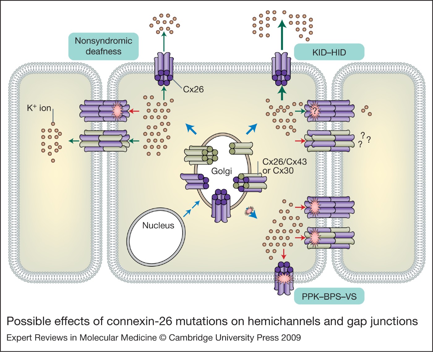 Connexin-26 mutations in deafness and skin disease | Expert Reviews in ...