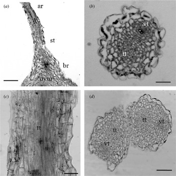 Pollen–pistil interaction, pistil histology and seed production in A×B ...
