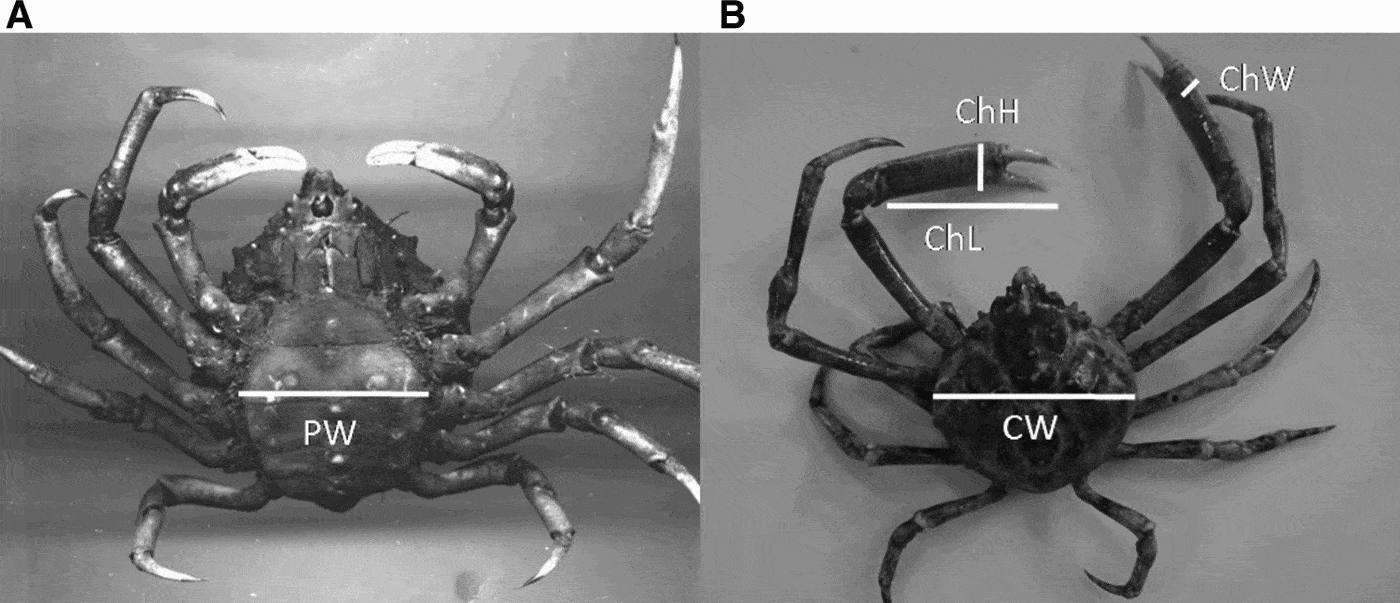 Morphometric and gonad maturity of the spider crab Libinia spinosa ...