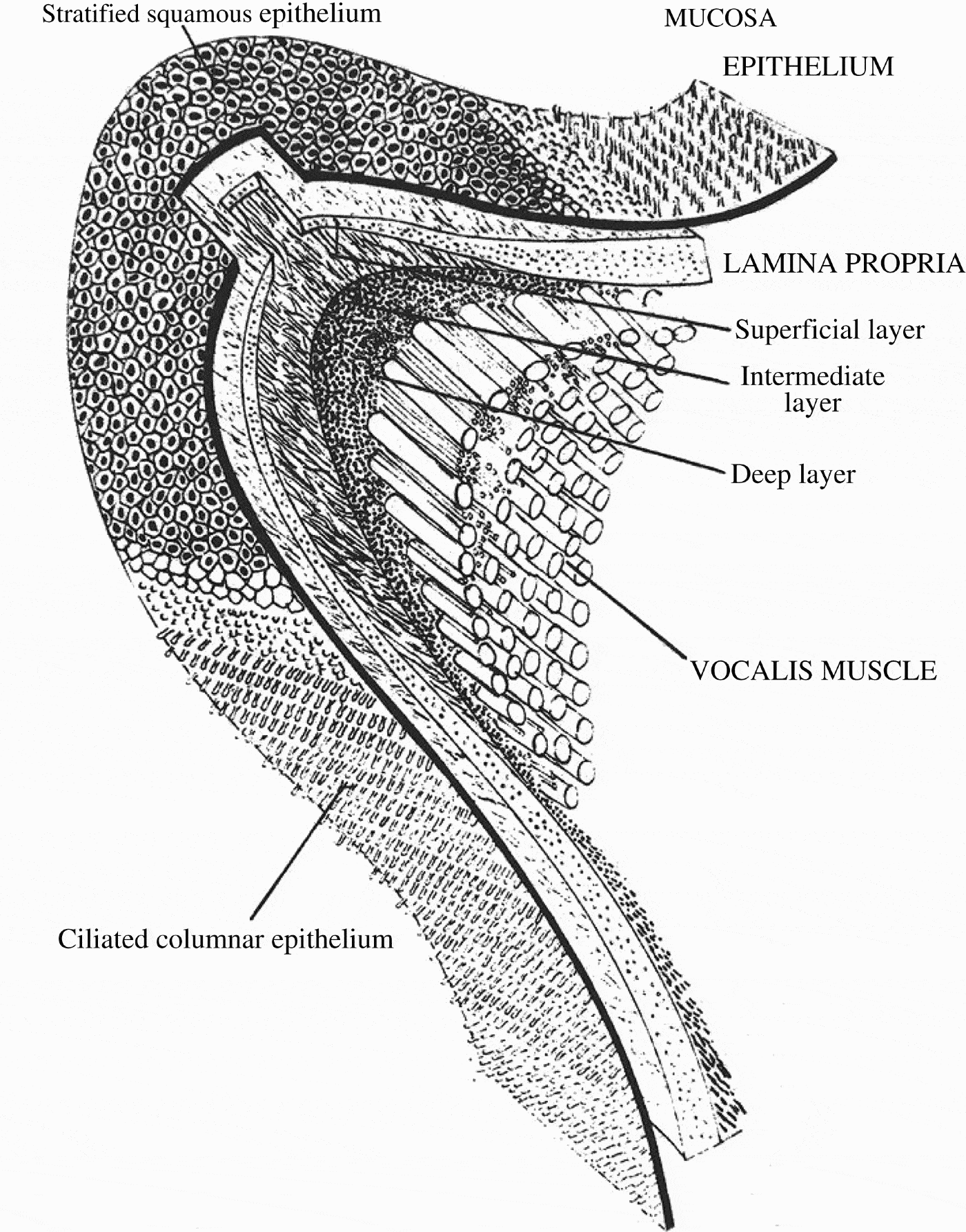 The professional voice | The Journal of Laryngology & Otology ...